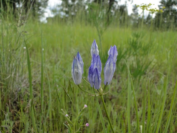 Slatsz' plant photo-biography: Triteleia grandiflora - large flowered ...