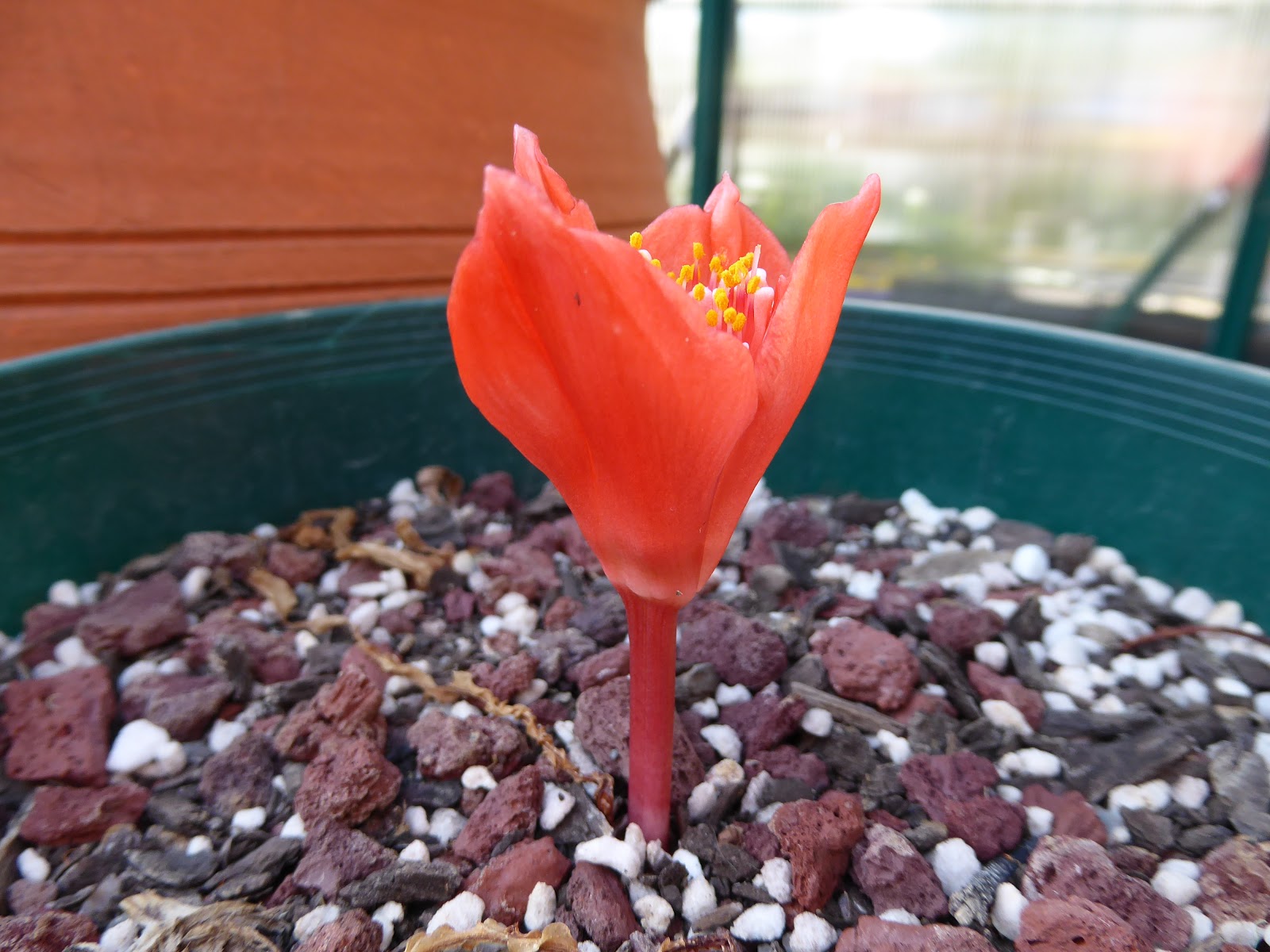 The Victorian Bulb Society: Haemanthus coccineus