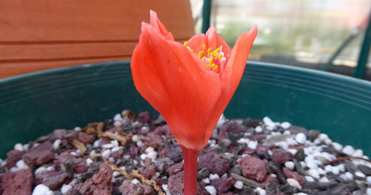 The Victorian Bulb Society: Haemanthus coccineus