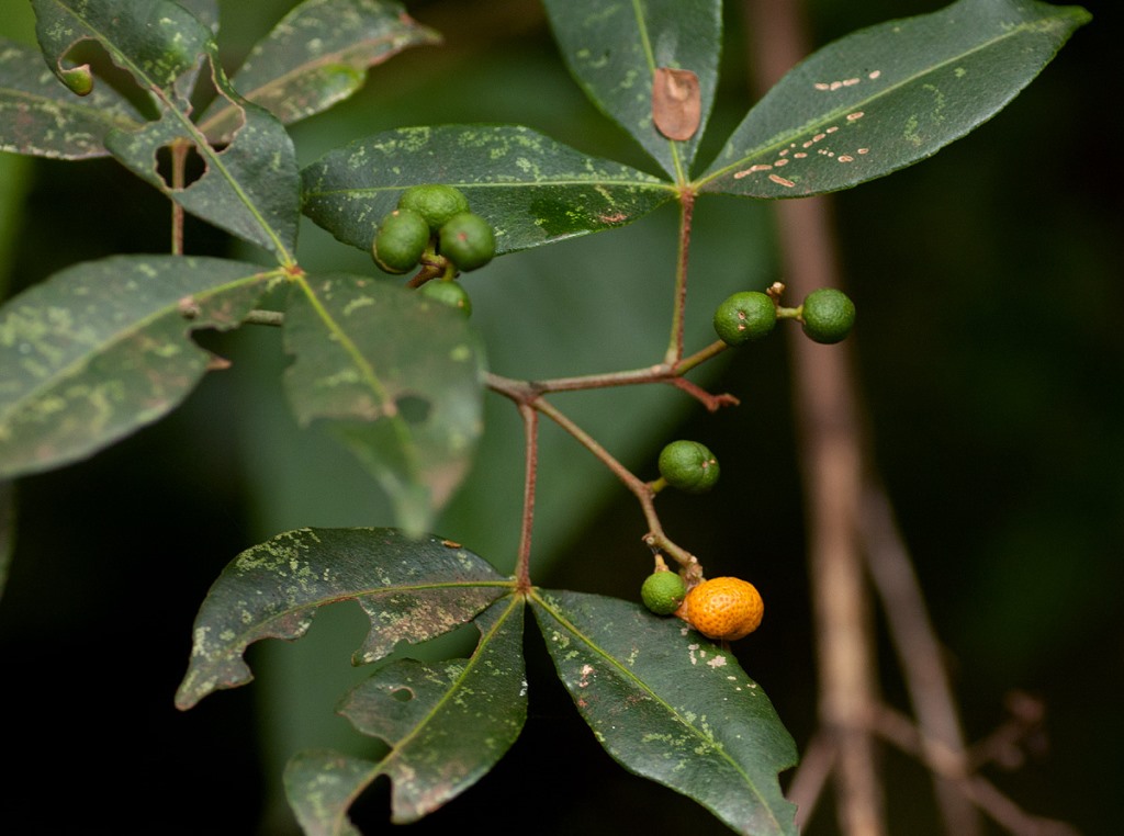 කුඩු මිරිස්ස [Kudu Mirissa] (Toddalia asiatica) ~ අපේ ඔසුපැළ Medicinal ...