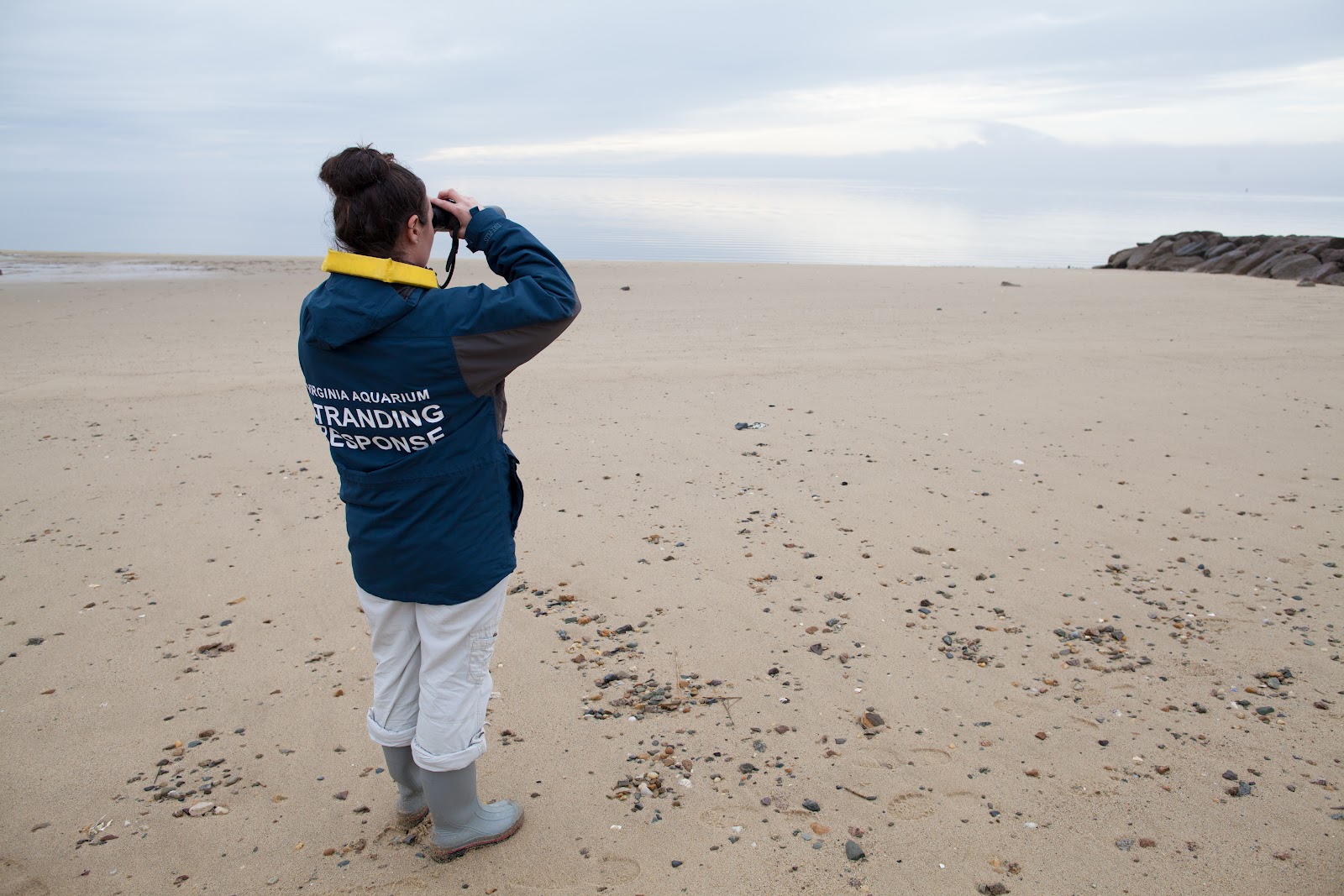 Courtney Sacco Photography: Dolphins Stranded on Cape Cod