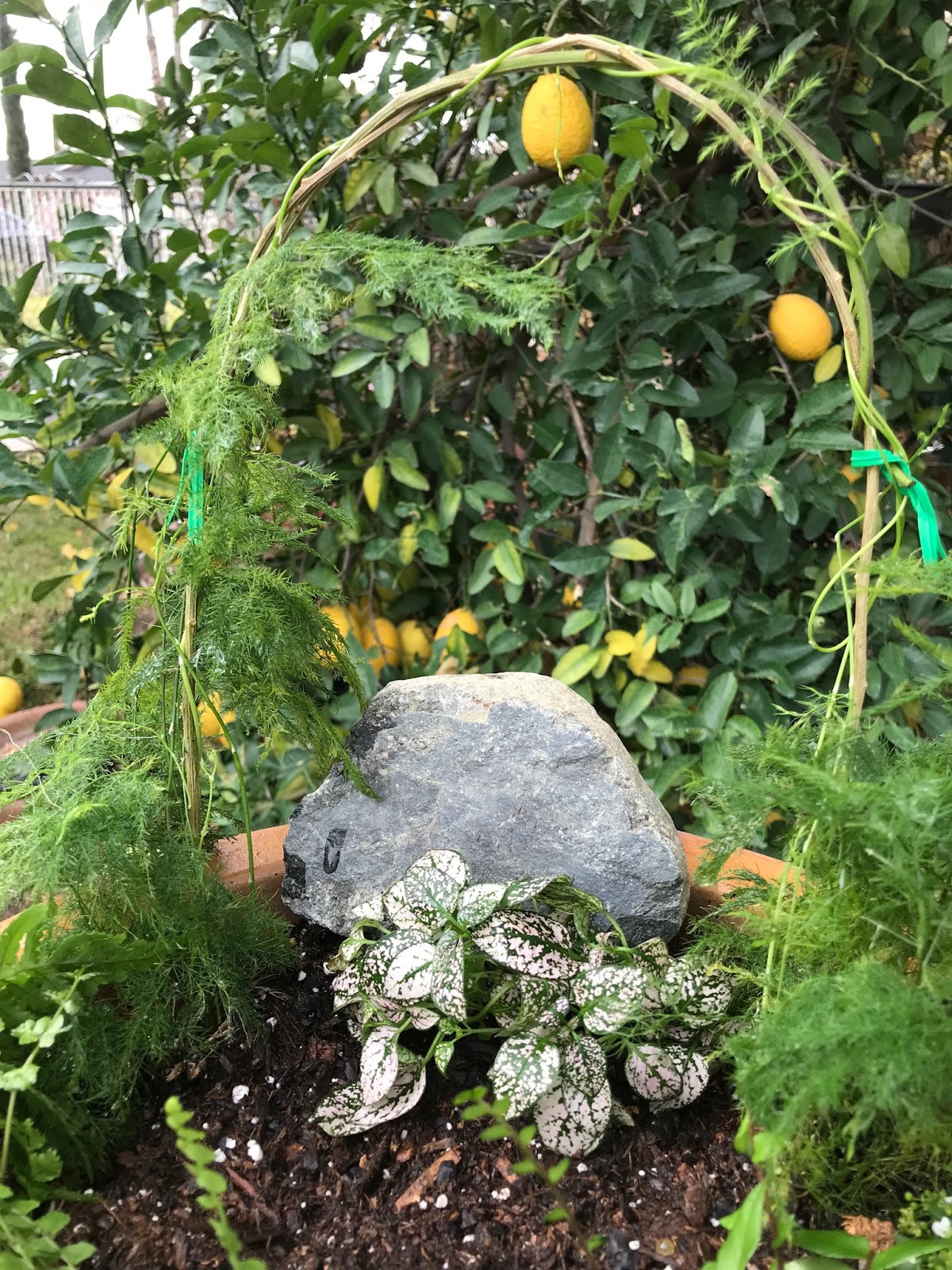 Grandma's Enchanted Fairy Garden: Fairy Garden Class - Fern Fit For Fairies