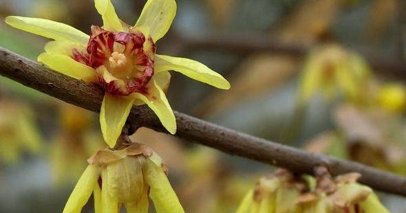 Pensieri & Parole Tre: Calicantus