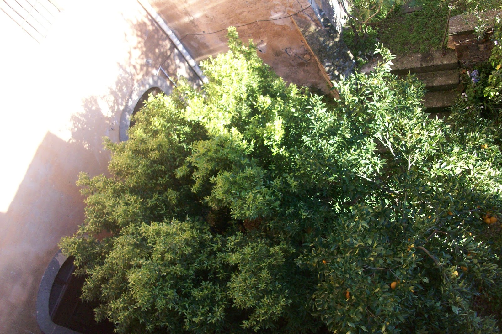 50 Years In Italy: Garden of Bitter Oranges