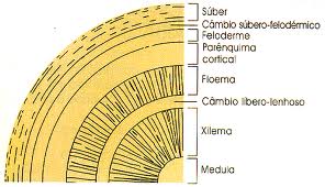 Biogil: ANATOMIA DO CAULE