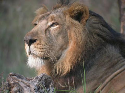 The Gir Forest National Park - Discovery Of New INDIA and Its Culture