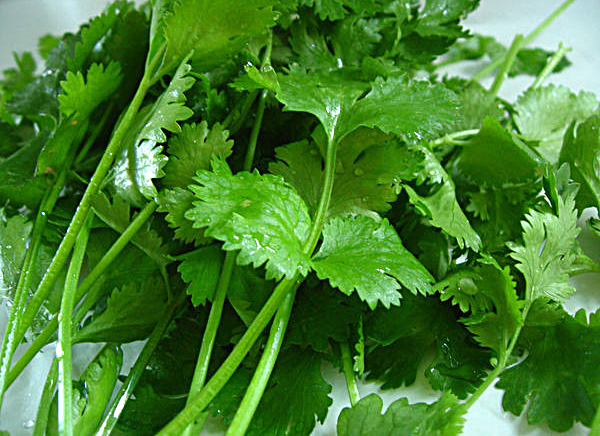 Przepisy kulinarne, poradnik kulinarny:: Kolendra i zdrowie