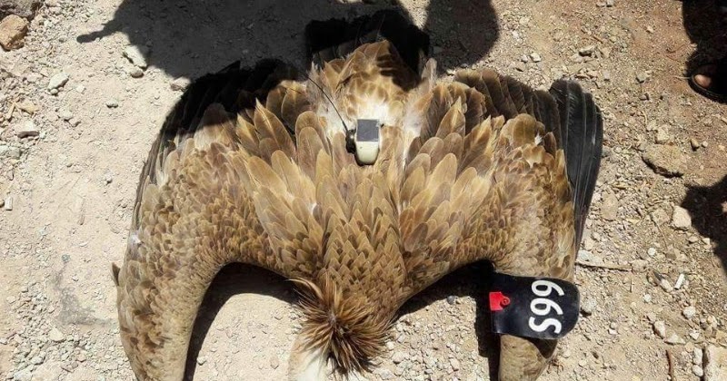 "Israeli spy eagle" shot down over Syria ~ Elder Of Ziyon - Israel News