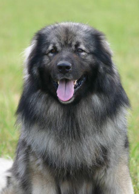 Cães & Cães: Kraski Ovcar - 03