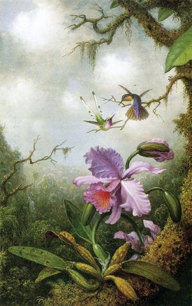 Maher Art Gallery: Martin Johnson Heade 1819-1904