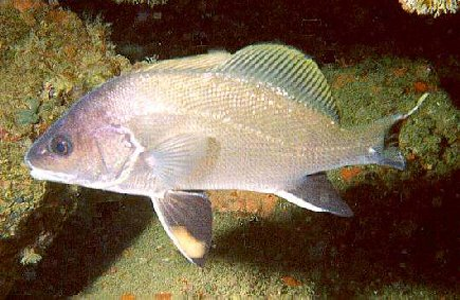 ANIMAIS MARINHOS - MARINE ANIMALS: PAMPO