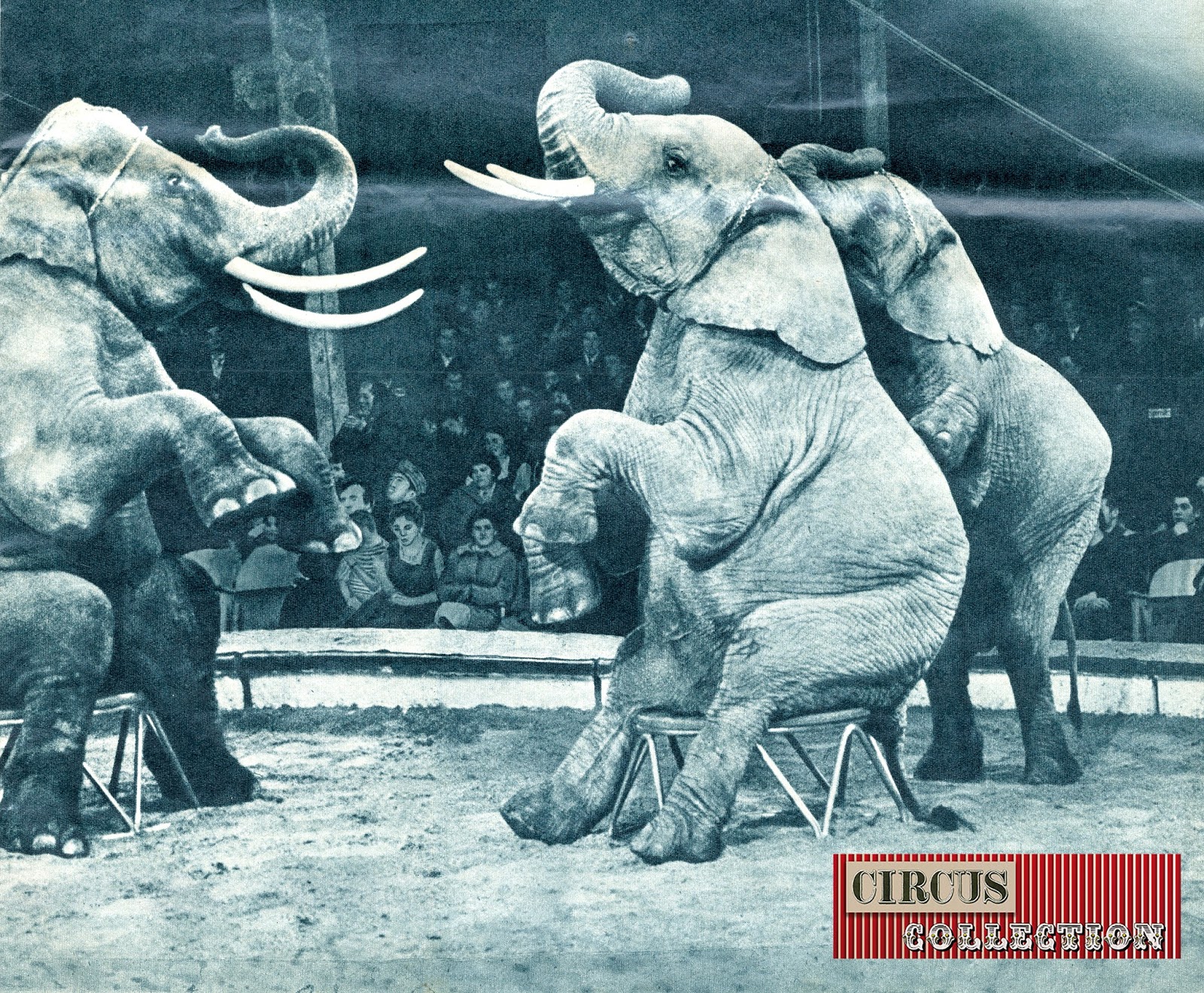 Circus -Collection: Les éléphants au cirque Knie 1960-1969
