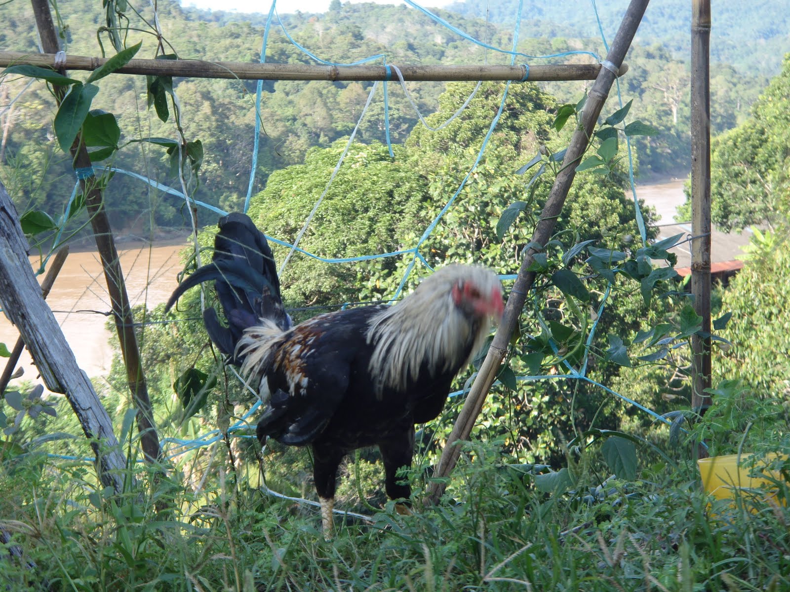 Sabong, Cockfighting, Gamefowl Pictures in Our Mini Farm at Kapit, Sarawak