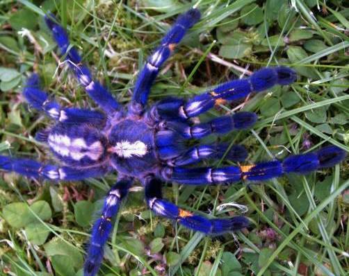 Gooty Sapphire Ornamental Tree Spider ~ Must See how To?