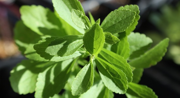 Mengenal Manfaat Daun Stevia, Daun Manis Pengganti Gula - Informasi ...
