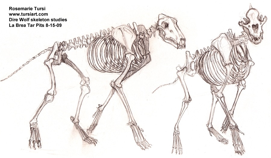 Alex Dawes Illustration: The Anatomy of a Wolf (Bone Structure) Part ...