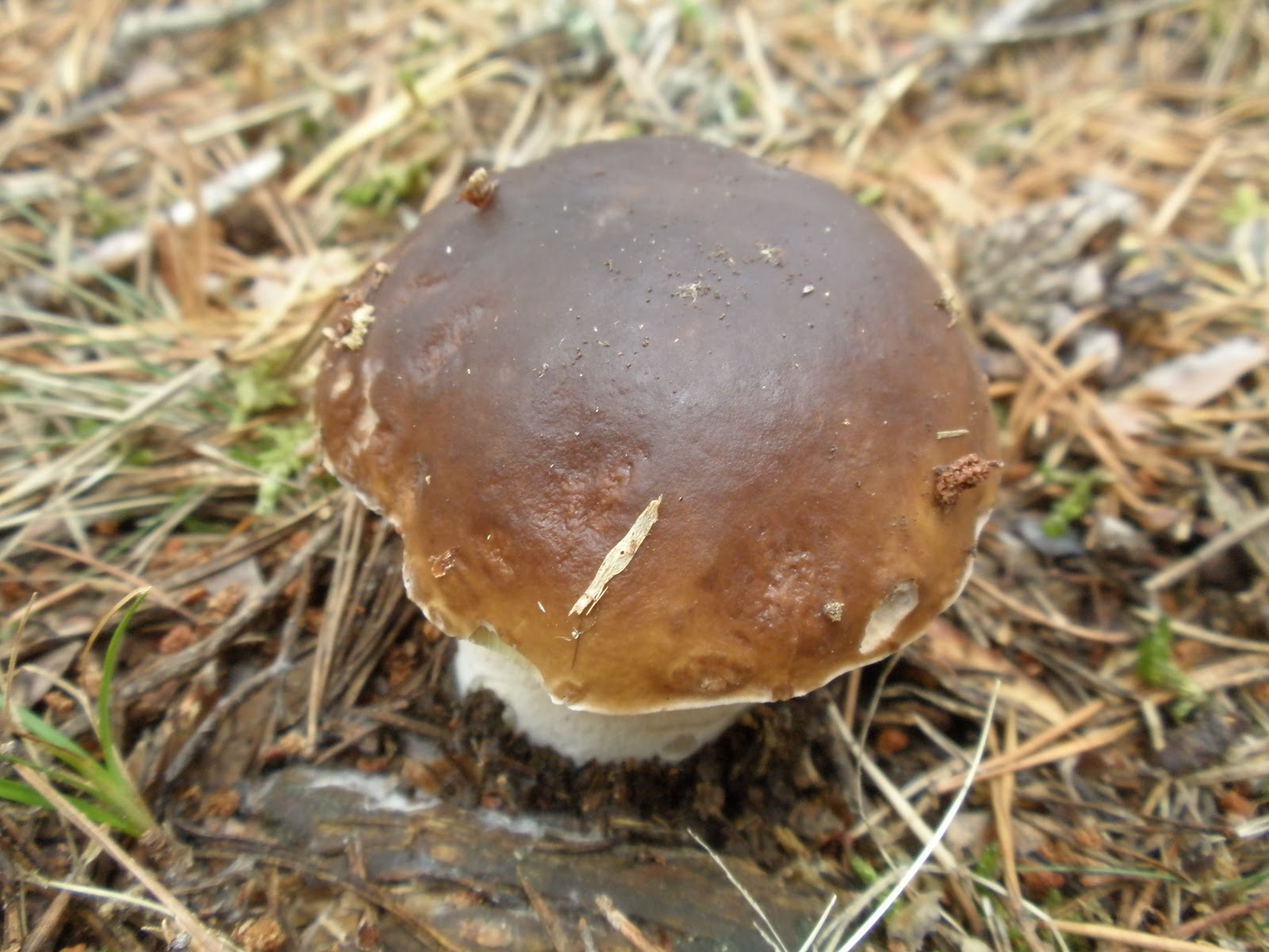 Hongos y setas Serrania Conquense: BOLETUS EDULIS