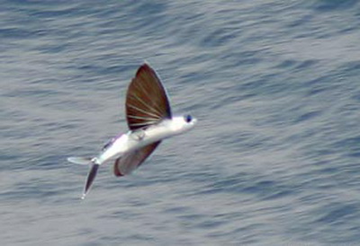 Interesting Flying Fish Facts and Pictures | Endangered Animals Facts ...