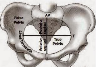 Reproductive Health and Fetal