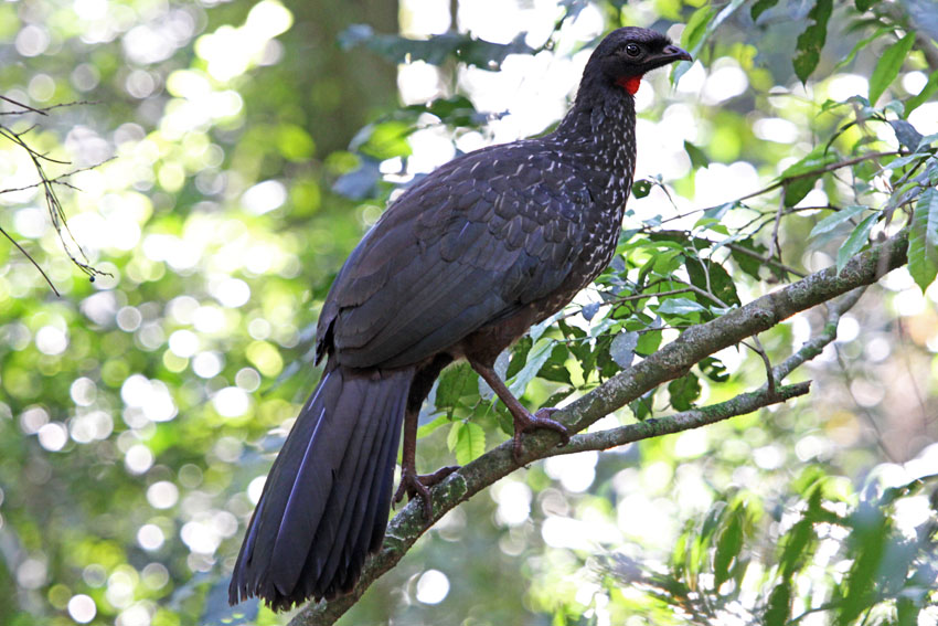 Projeto Ave Missões: Jacus do RS: espécie redescoberta no Turvo!