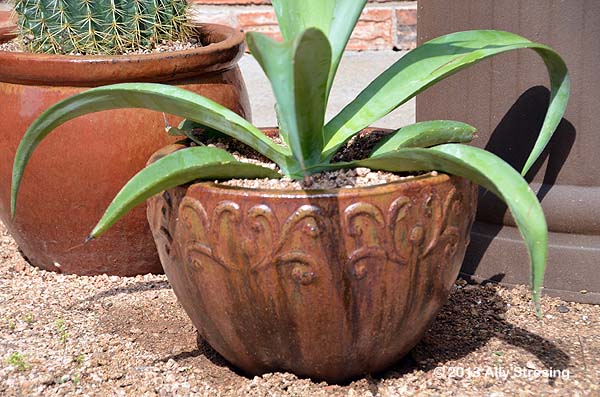 Garden Ally: Pot-Pourri