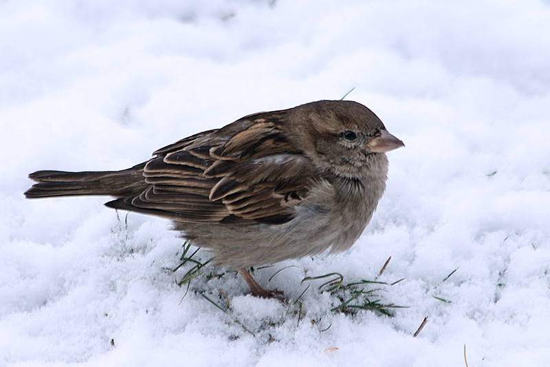 Ptasiakowo: O wróbelku