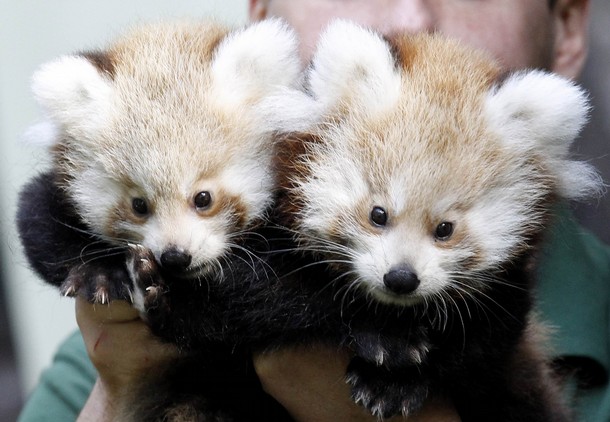 Thai Panda: Twin baby Red Pandas Kit and Kitty