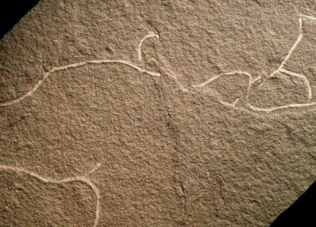 Ancient Seaweed Fossils Some of the Oldest of Multicellular Life ...