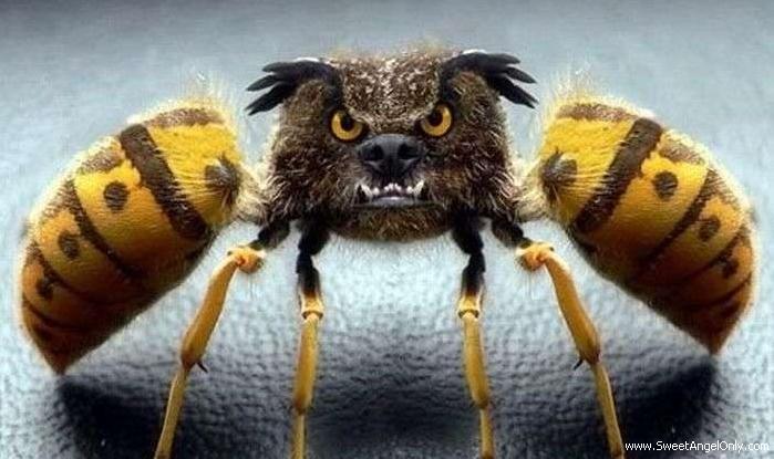 Funny insect images |Funny Animal