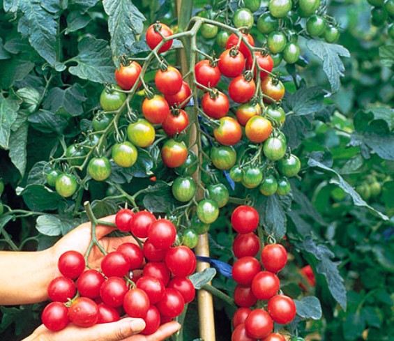 Cara Bercocok Tanam Tomat Cherry Di Dalam Pot - ANEKA TANAMAN HIAS