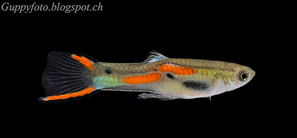 Guppyfoto: Red Scarlet Endler male X Wild Type Guppy