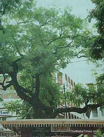 The BabaTimes: Shirdi Sai's Garden and Samadhi Mandir