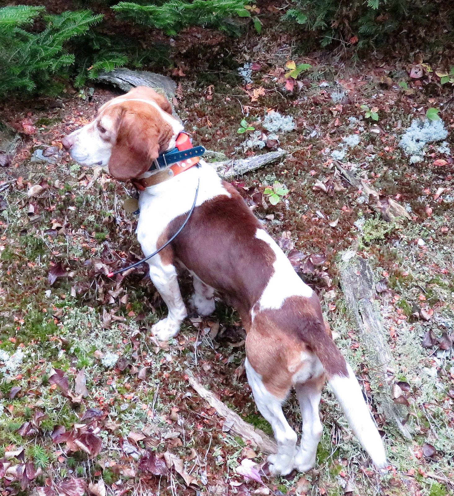 BIG WOODS HARE HUNTERS OF THE ALLEGHENY: THE BEST BEAGLE I NEVER KNEW