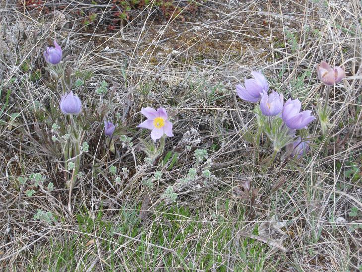 Jeanne's Travel Blog: Alaska Tril 2011: May 24 - Whitehorse Day Two