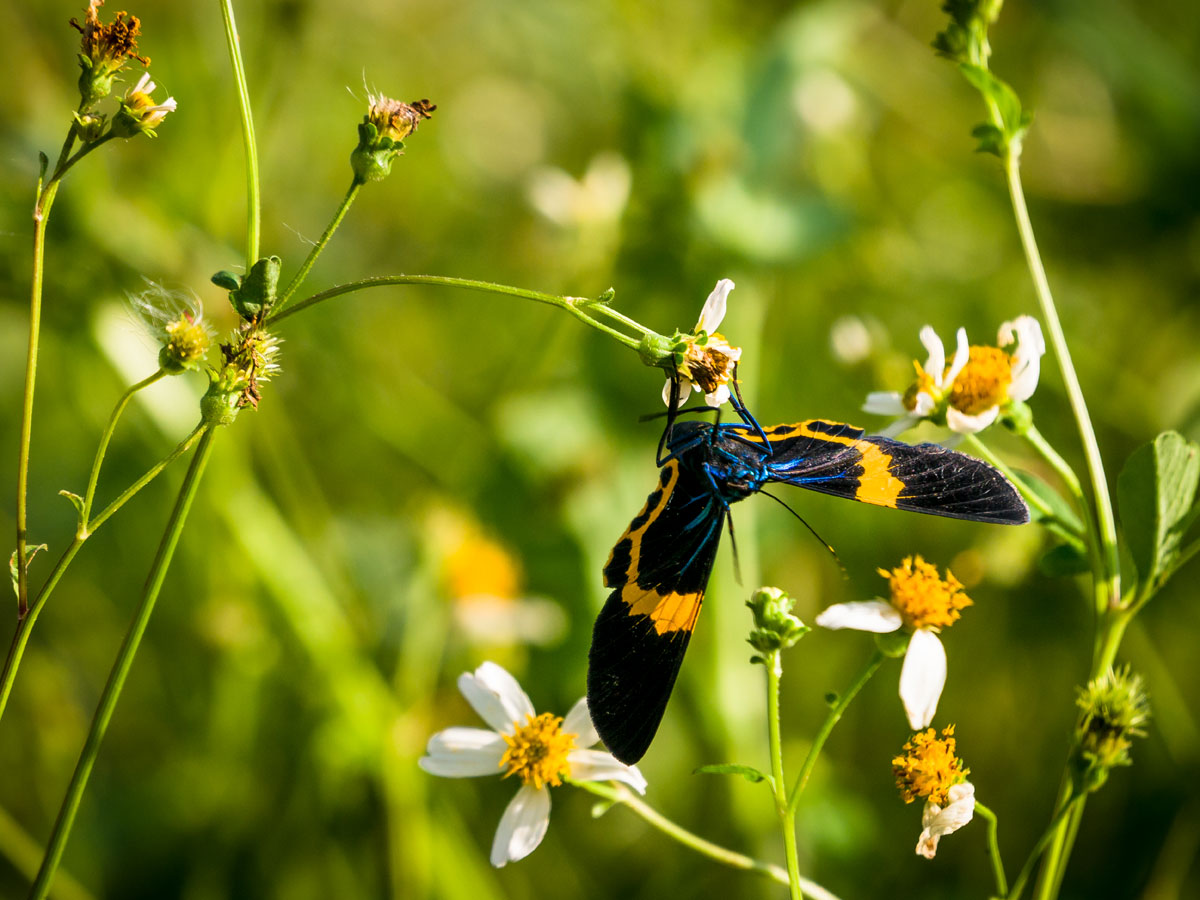 tower record: 在風中美麗搖曳的橙帶藍尺蛾_Milionia basalis (Moth)