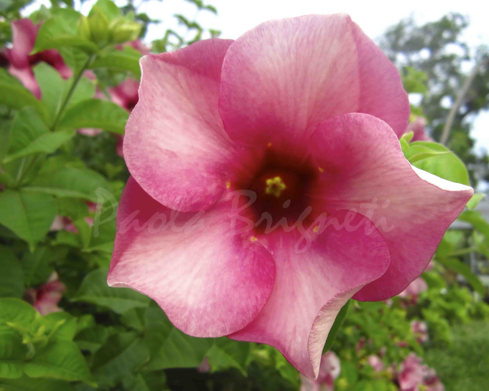 World Photos by Paola: Flora (and some Fauna) in the Dominican Republic