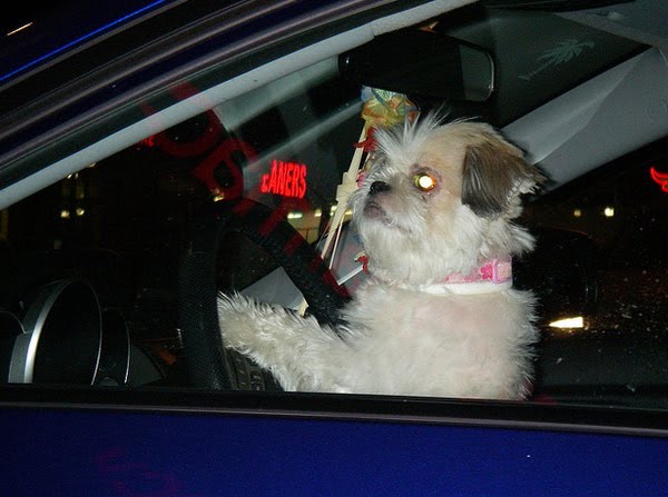 40 Cool dogs driving cars (40 pics) | Amazing Creatures