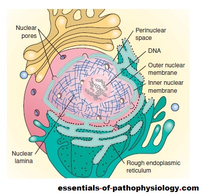 Pathophysiology: Pathophysiology - Definition and functions of the Nucleus.