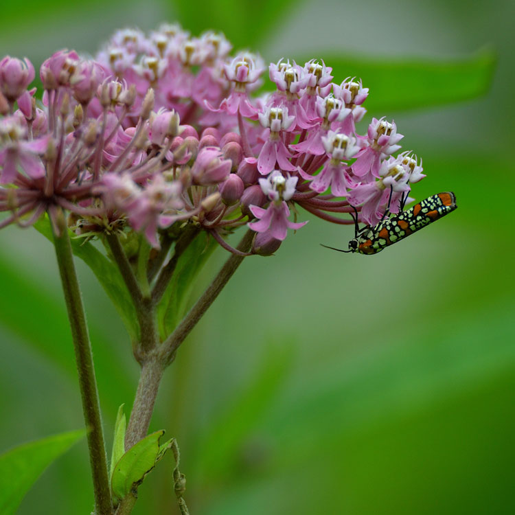 Red and the Peanut: A black-, orange- and white-checkered moth walked in...