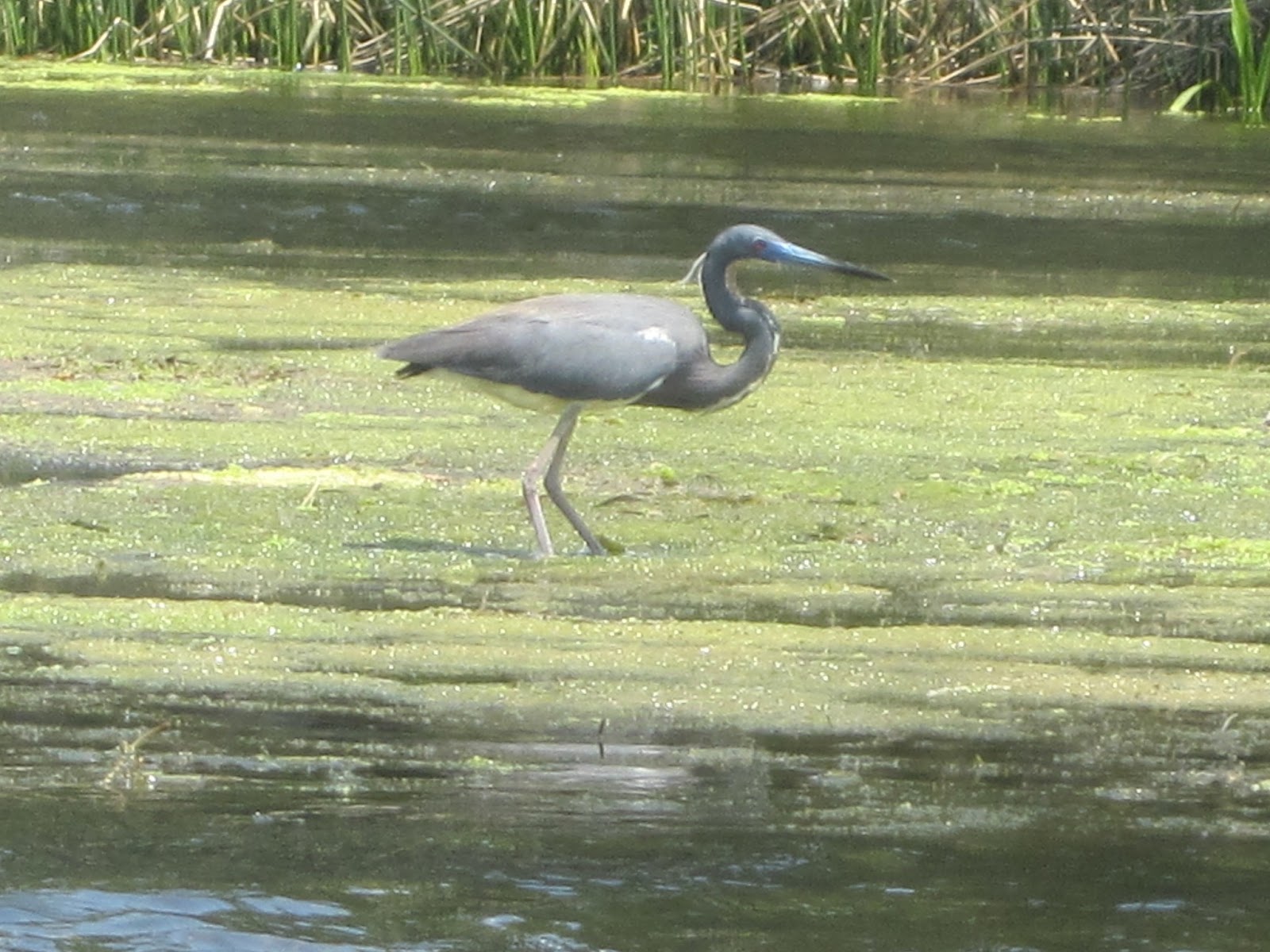 Dave's Yak Tales: Chassahowitzka