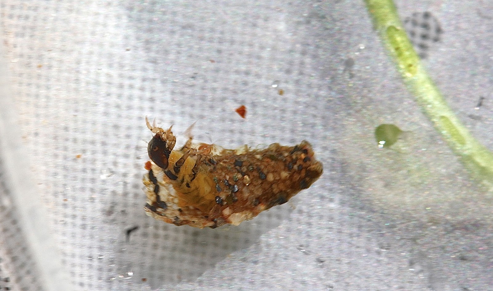 Aquatic Insects of Central Virginia: Just the usual "outstanding" "high ...