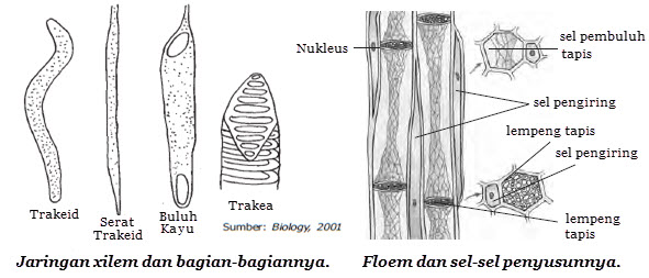 Jaringan Penyusun Organ Tumbuhan | Mikirbae.com