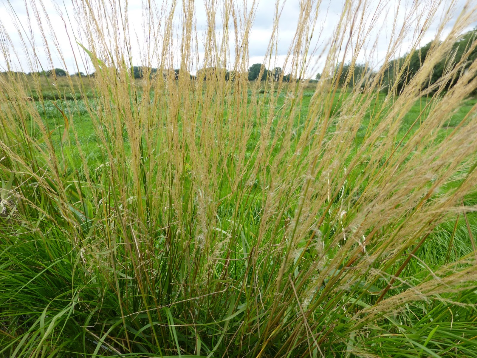 The Rainforest Fund Project: Calamagrostis canescens - Purple Small-reed