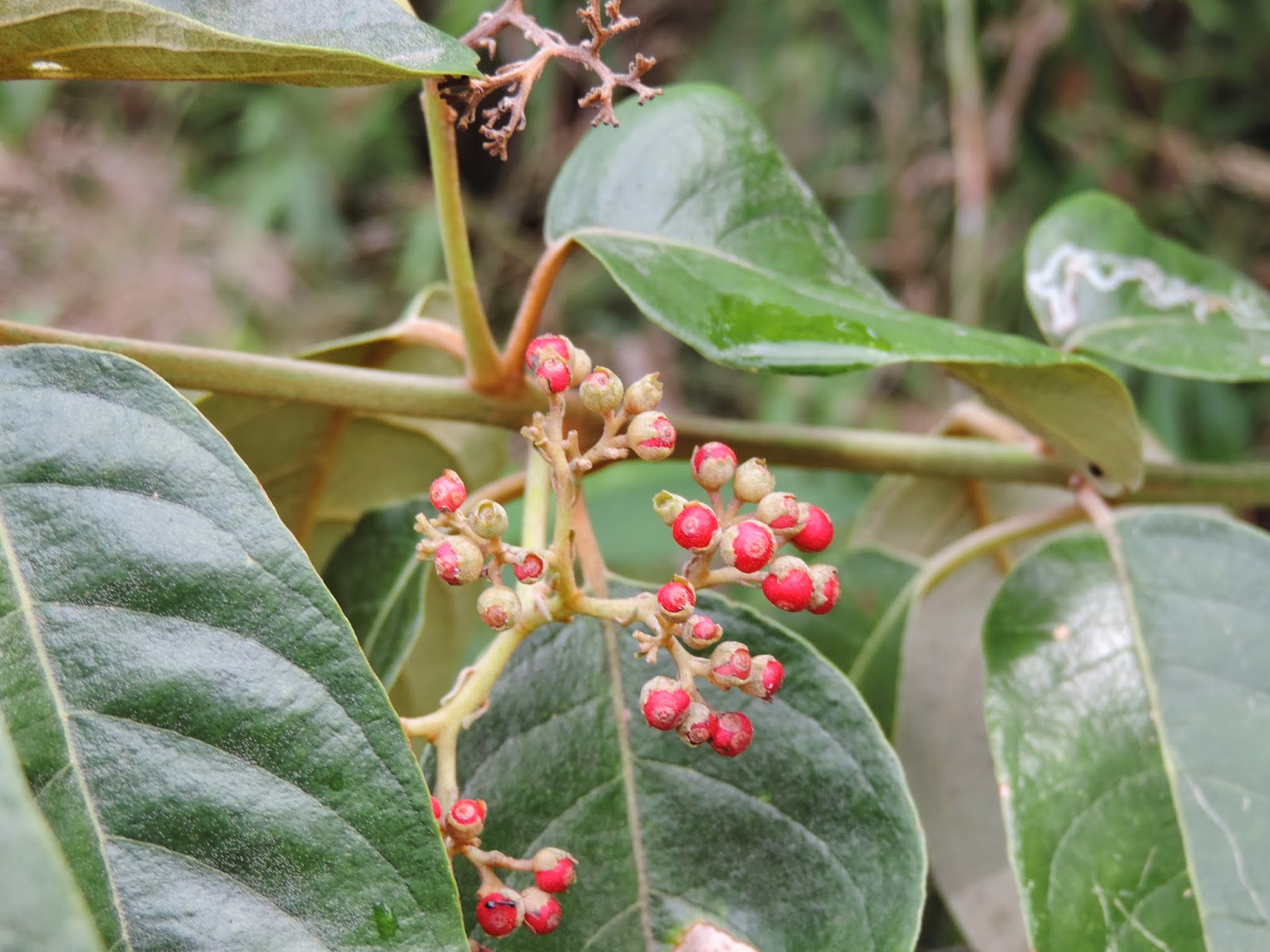 Callicarpa pentandra ~ Prapatan SPS