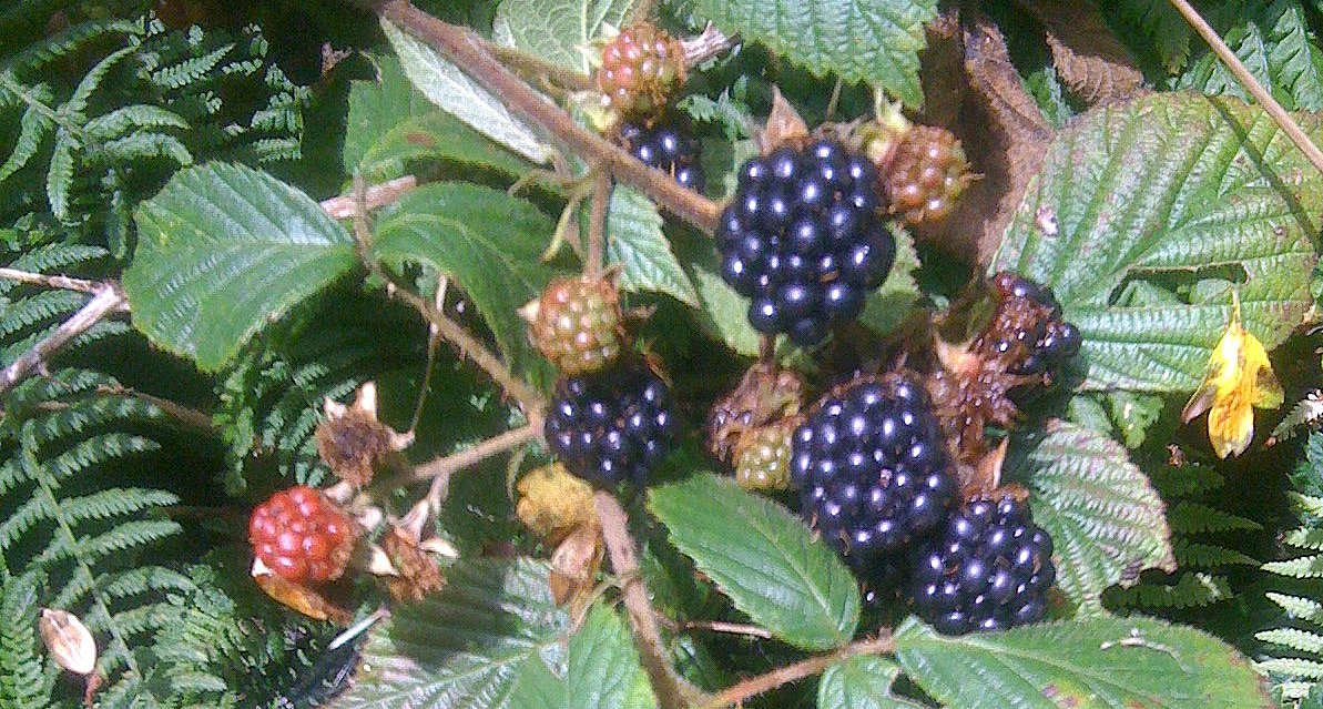 The Irish Food Guide by Zack Gallagher. News about Food and Food ...