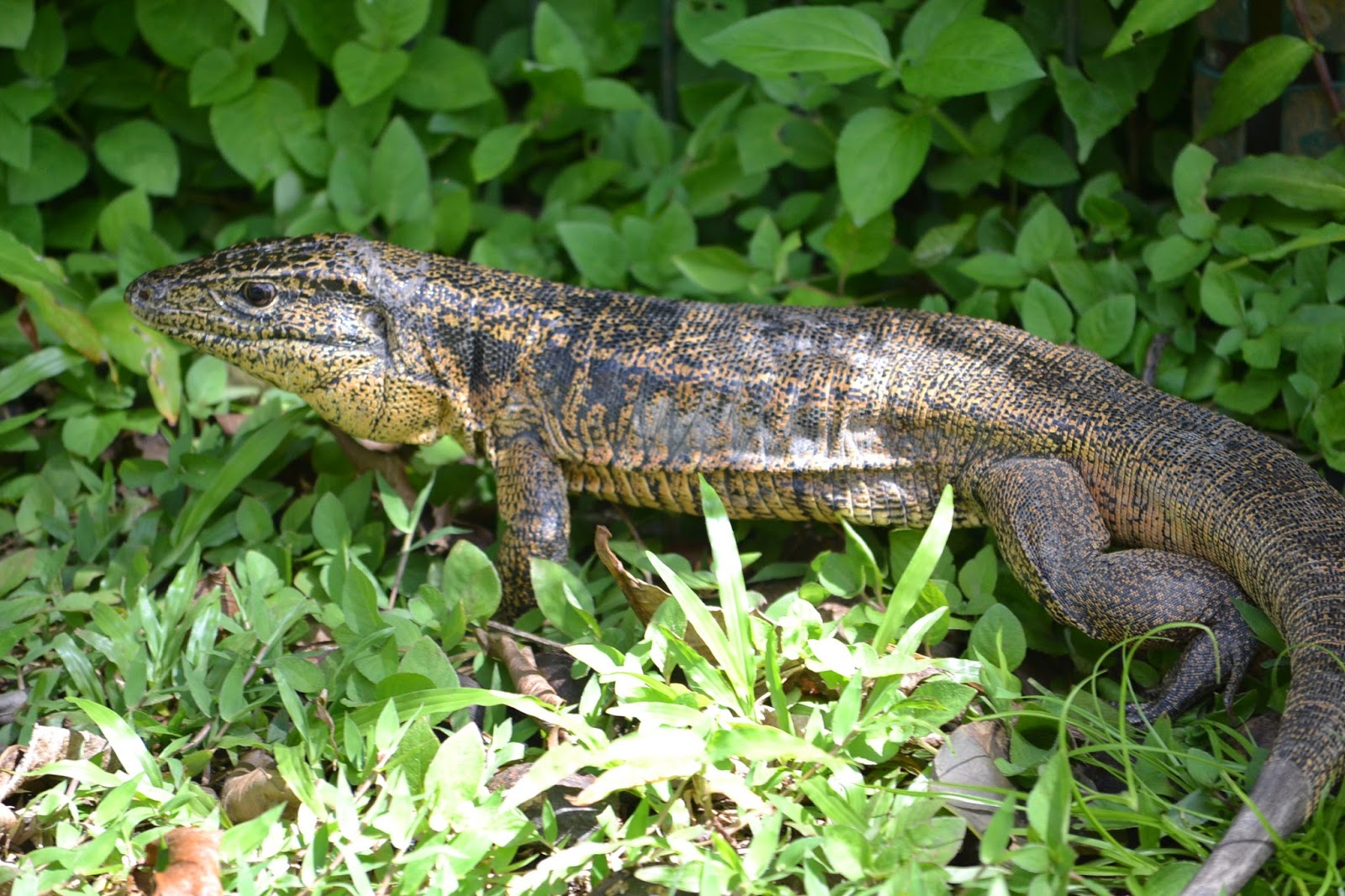 A LA DECOUVERTE DU PARADIS VERT: LE VARAN