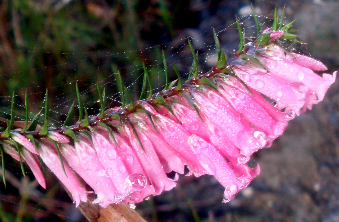 jumping aground: Common Heath aka 'pretty pink flowers'