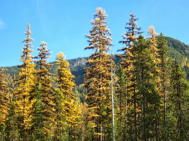 Pacific Northwest Seasons: Fall Colors in the Pacific Northwest