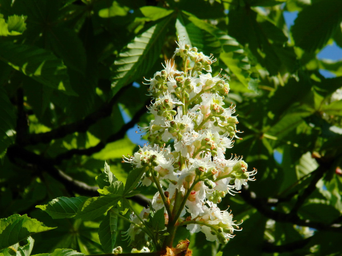 LA MULTI ANI, ROMANIA!: Flori de castan