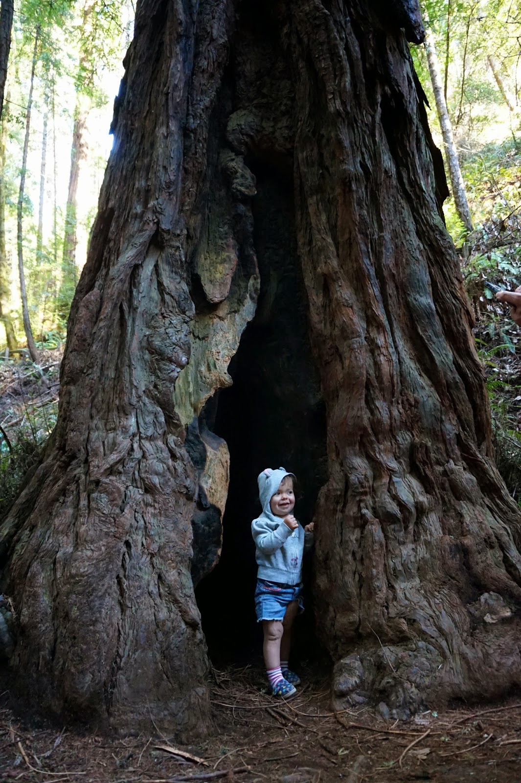 The Thrifty Traveler: Hippie Tree